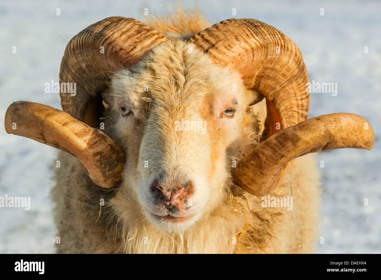 Ovis aries males hi-res stock photography and images - Alamy