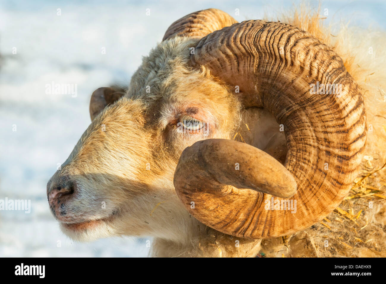 domestic sheep (Ovis ammon f. aries), portrait of a ram in the now ...