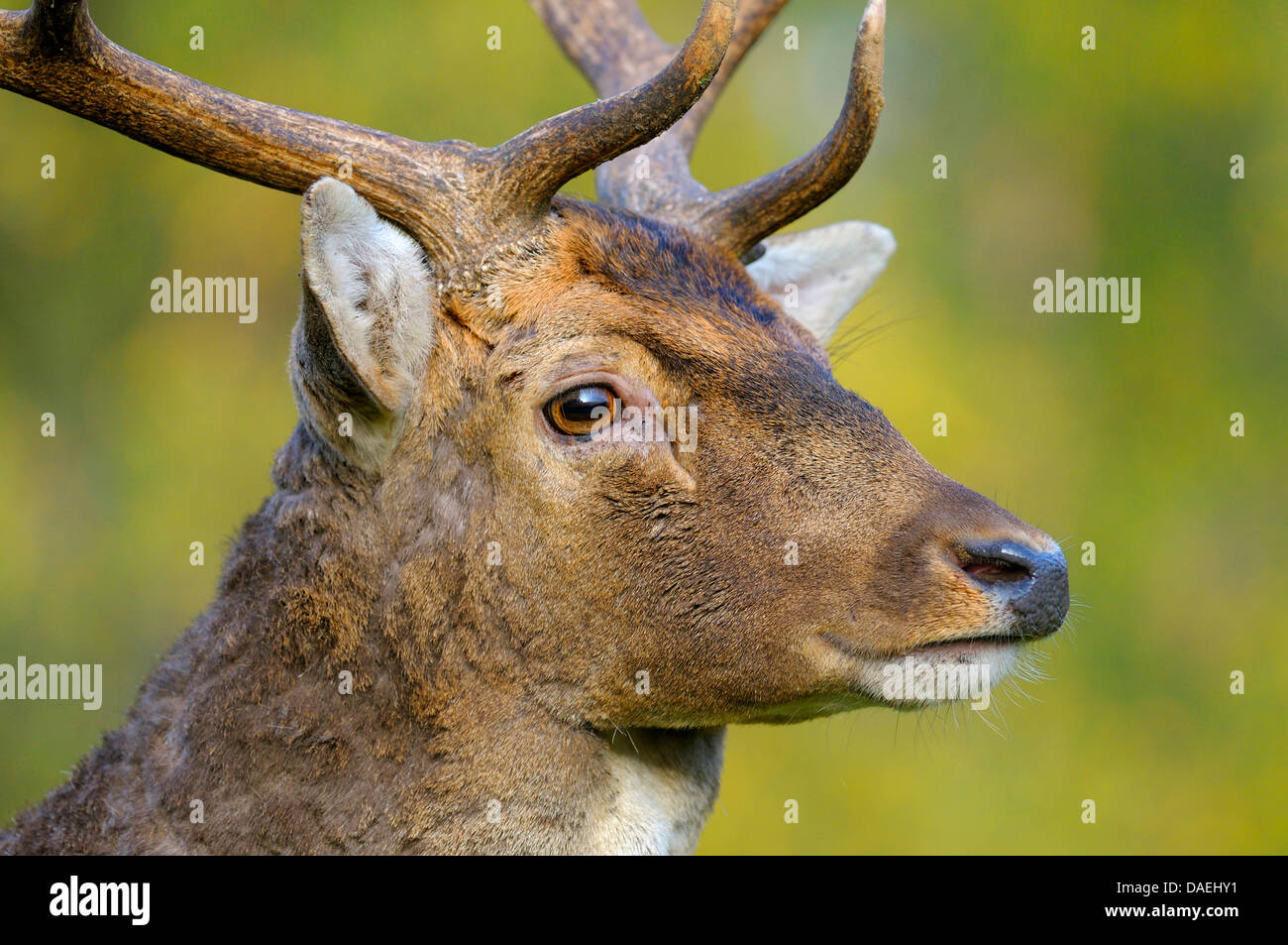 fallow deer (Dama dama, Cervus dama), portrait of a stag, Germany Stock ...
