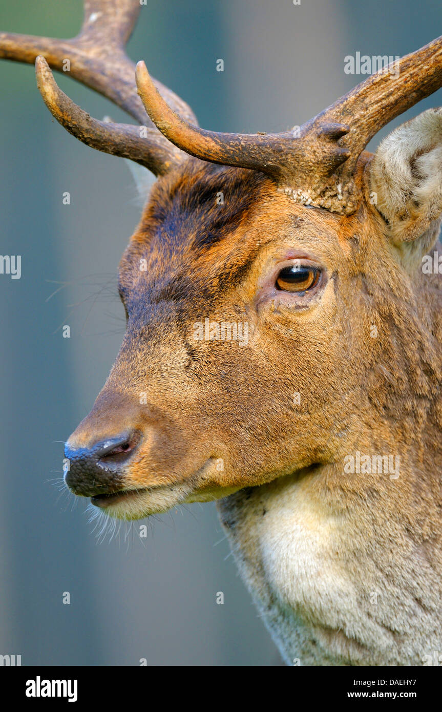 fallow deer (Dama dama, Cervus dama), portrait of a stag, Germany Stock ...