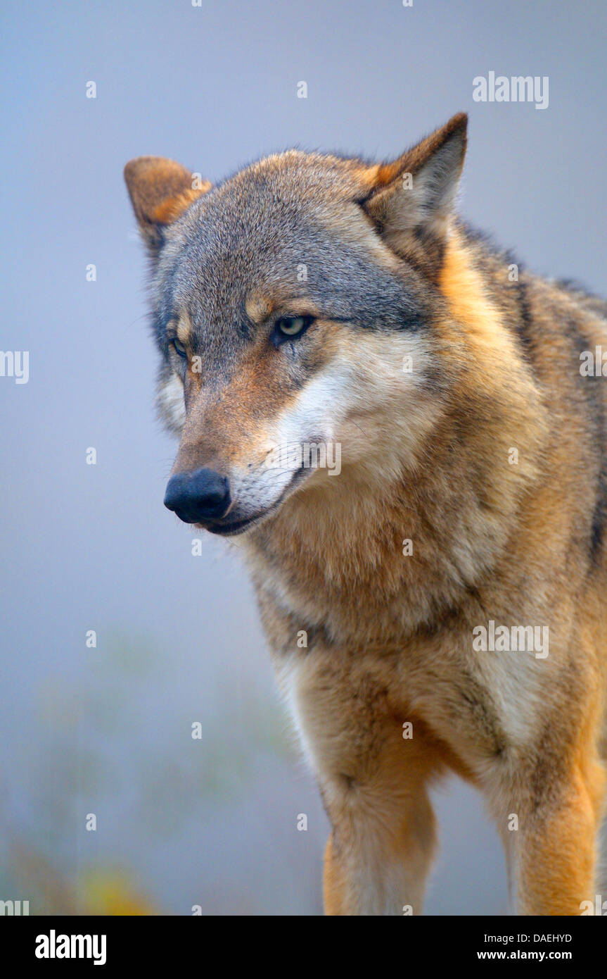 European gray wolf (Canis lupus lupus), wolf standing in the fog ...