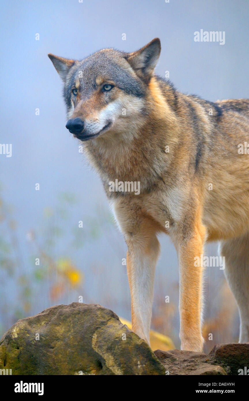 European gray wolf (Canis lupus lupus), wolf standing in the fog on ...