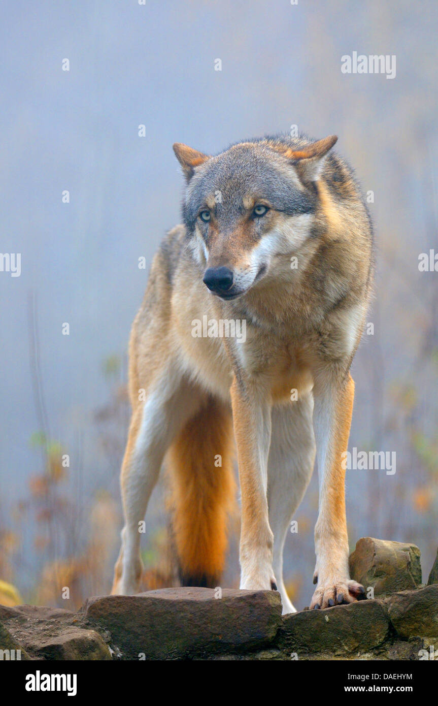European gray wolf (Canis lupus lupus), wolf standing in the fog on ...