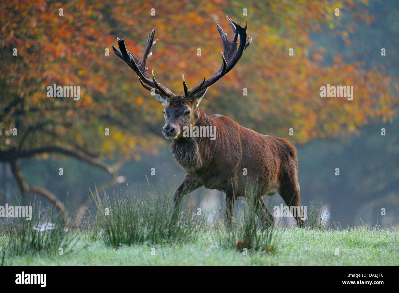 Adult male deer hi-res stock photography and images - Alamy