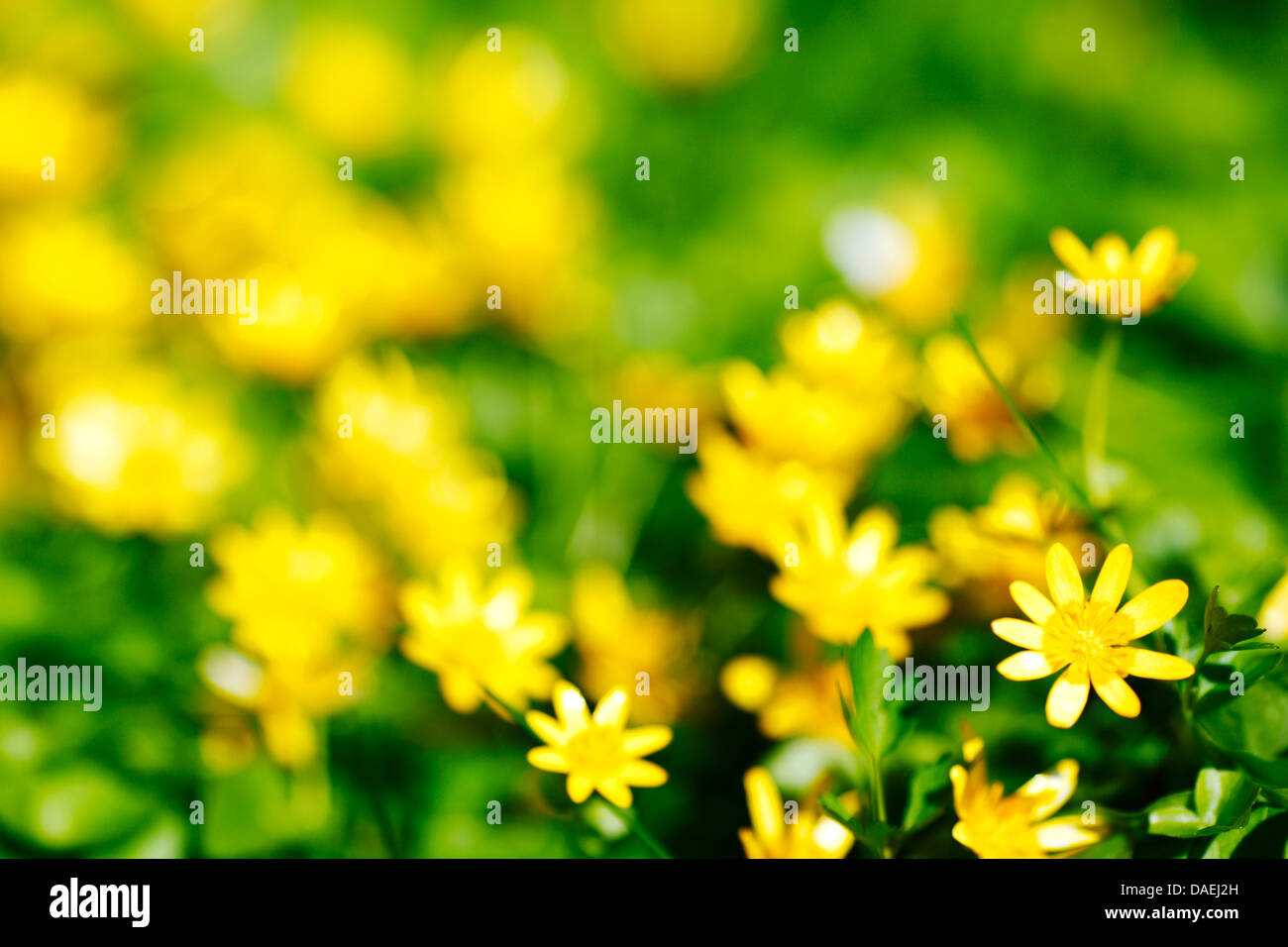 Small yellow spring flowers background, close-up Stock Photo - Alamy
