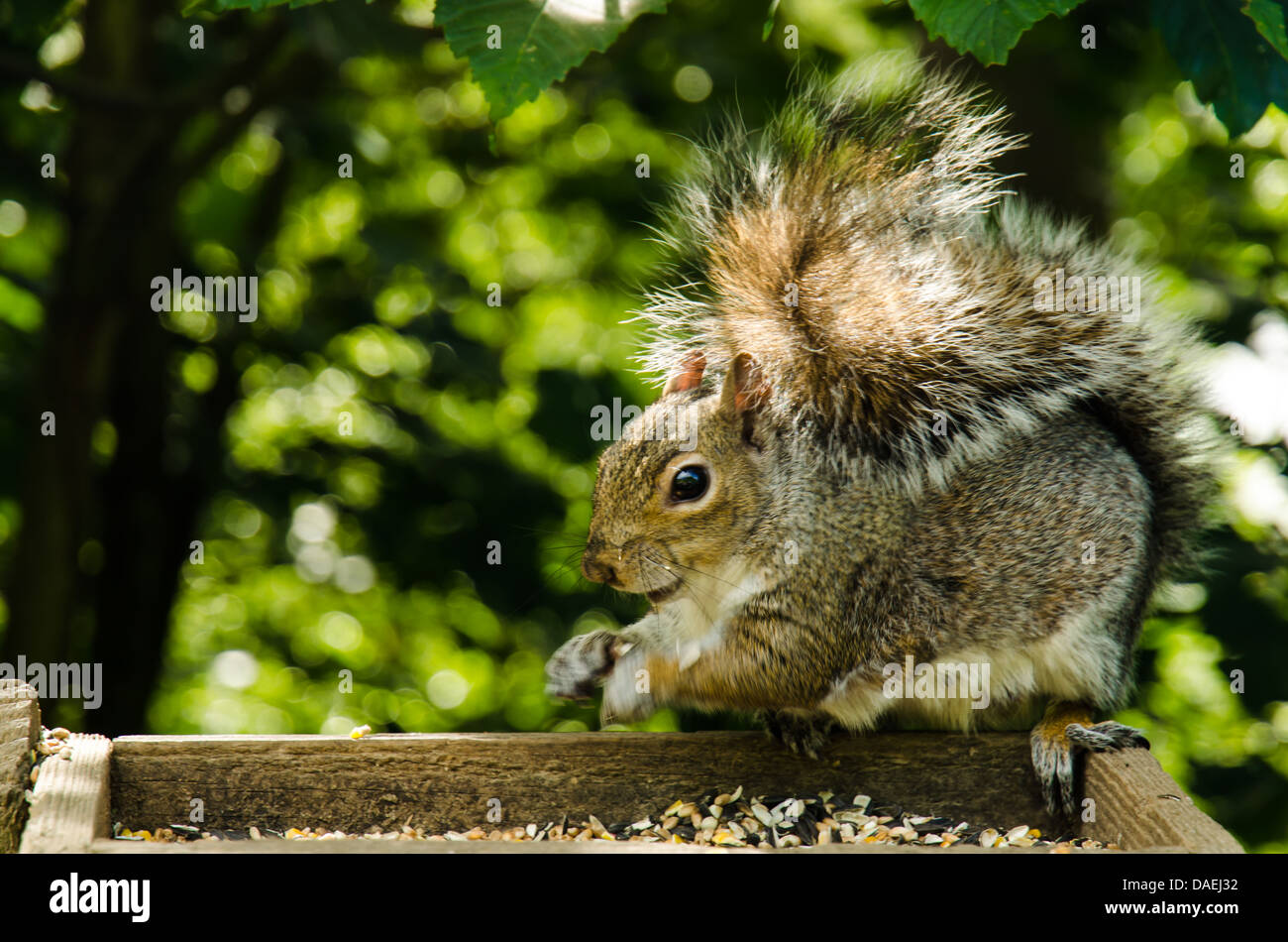 Happy smiling squirrel Stock Photo - Alamy