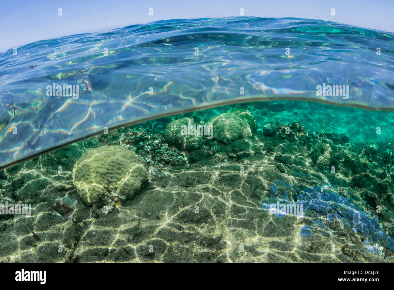 Over under water coral reef hi-res stock photography and images - Alamy