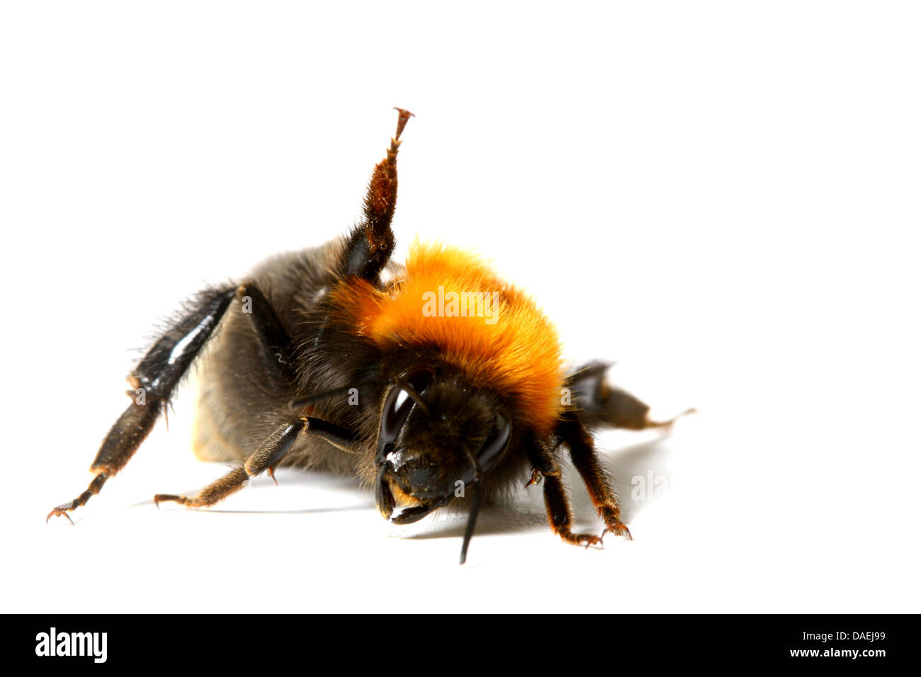 dance aerobic bumble bee isolated on white background Stock Photo - Alamy