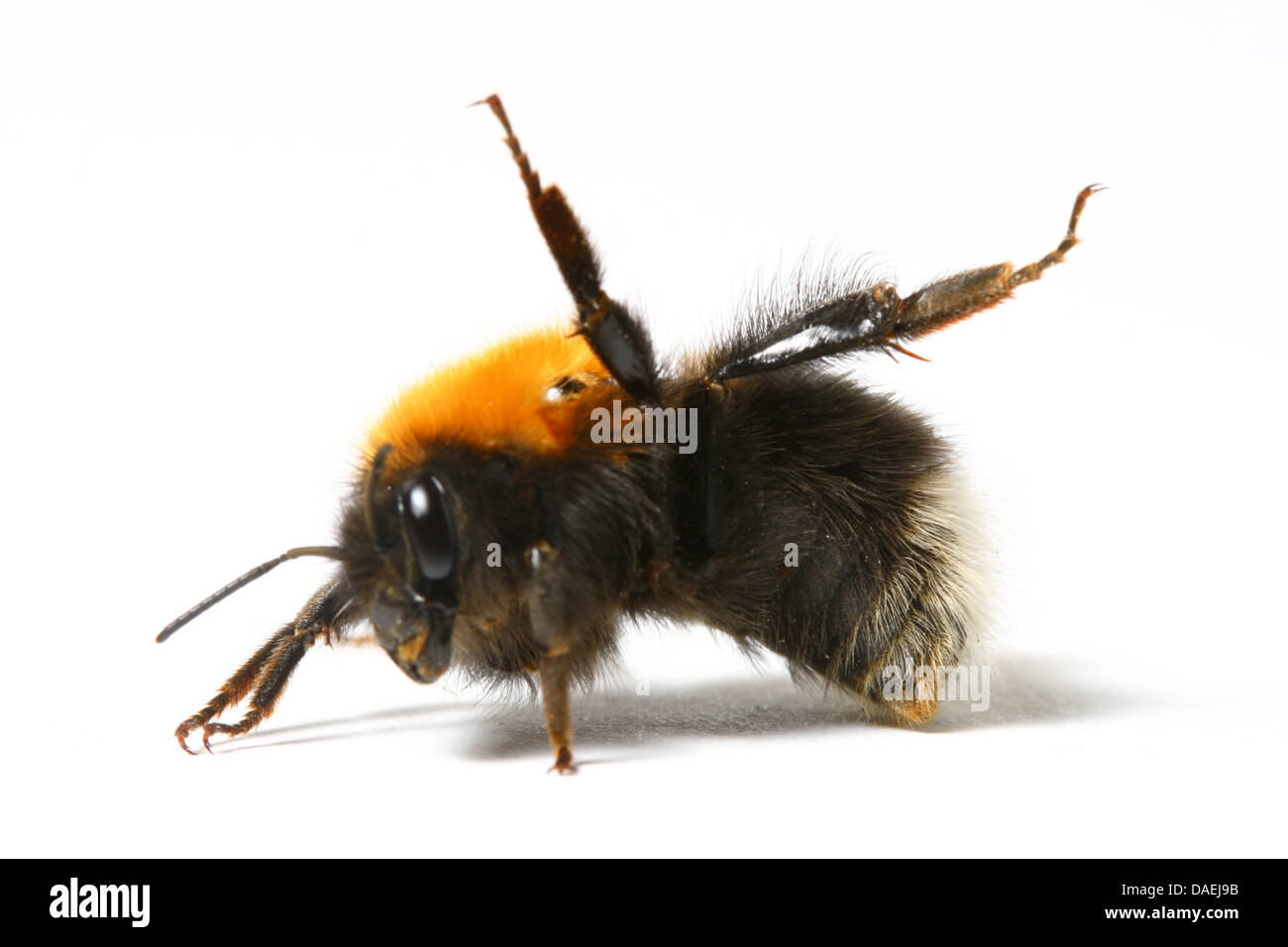 dance aerobic bumble bee isolated on white background Stock Photo - Alamy