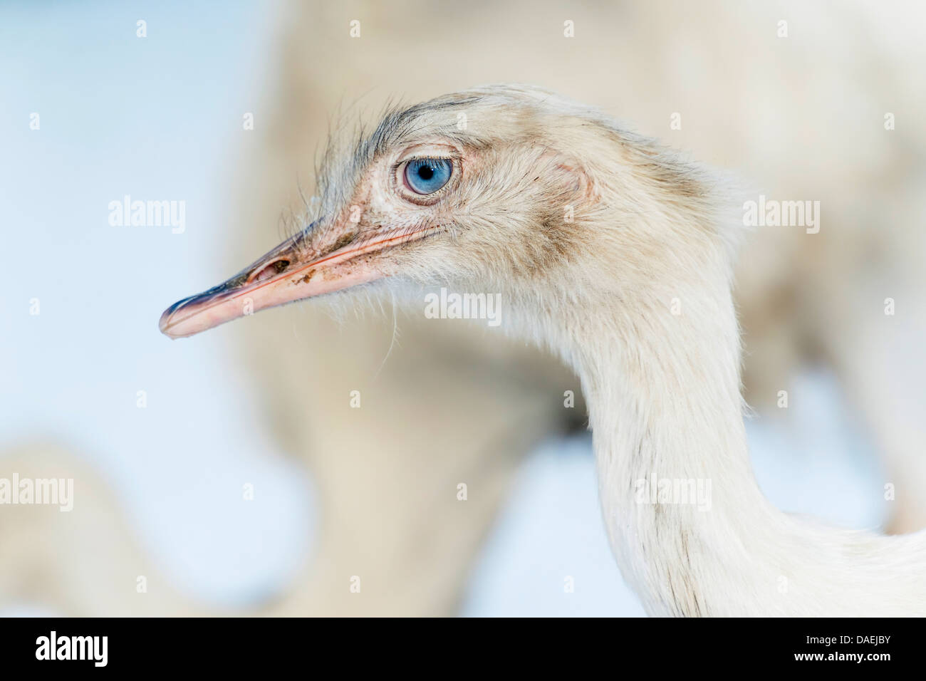 greater rhea (Rhea americana), portrait Stock Photo - Alamy