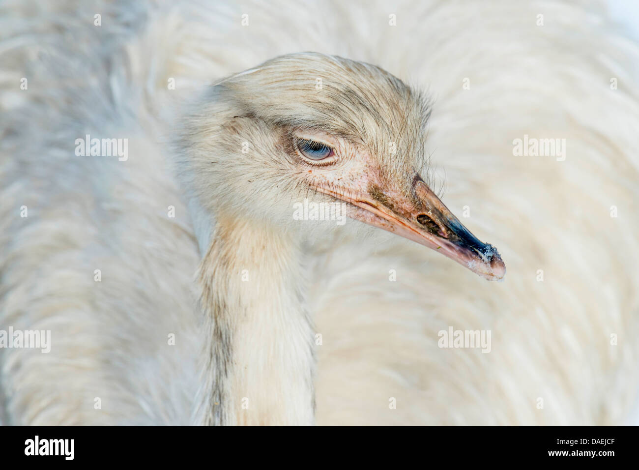 greater rhea (Rhea americana), portrait Stock Photo - Alamy