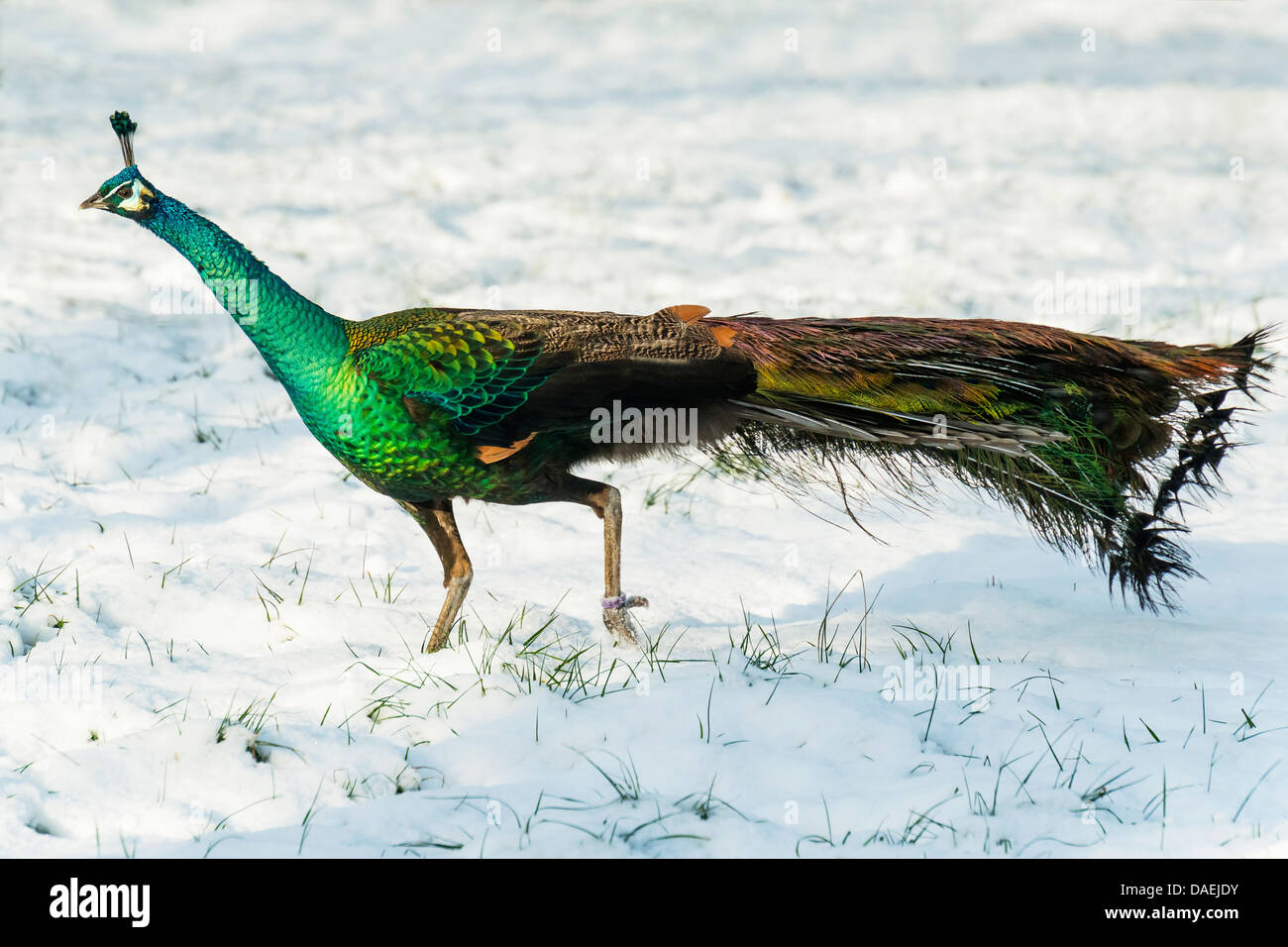 peafowl (Pavo spec.), hybrid between Pavo cristatus nigripennis and ...