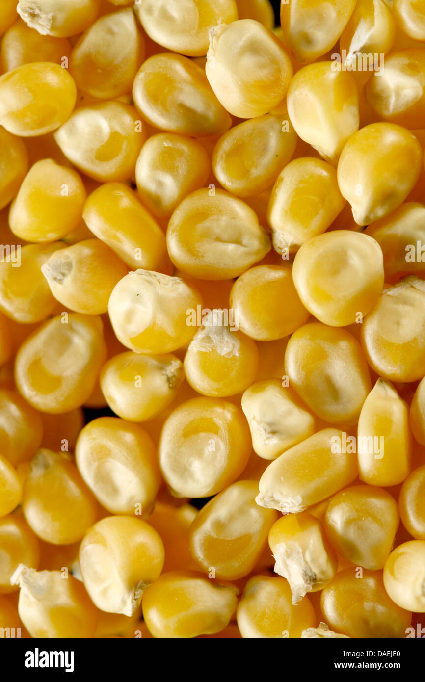 corn seeds nature food background Stock Photo - Alamy