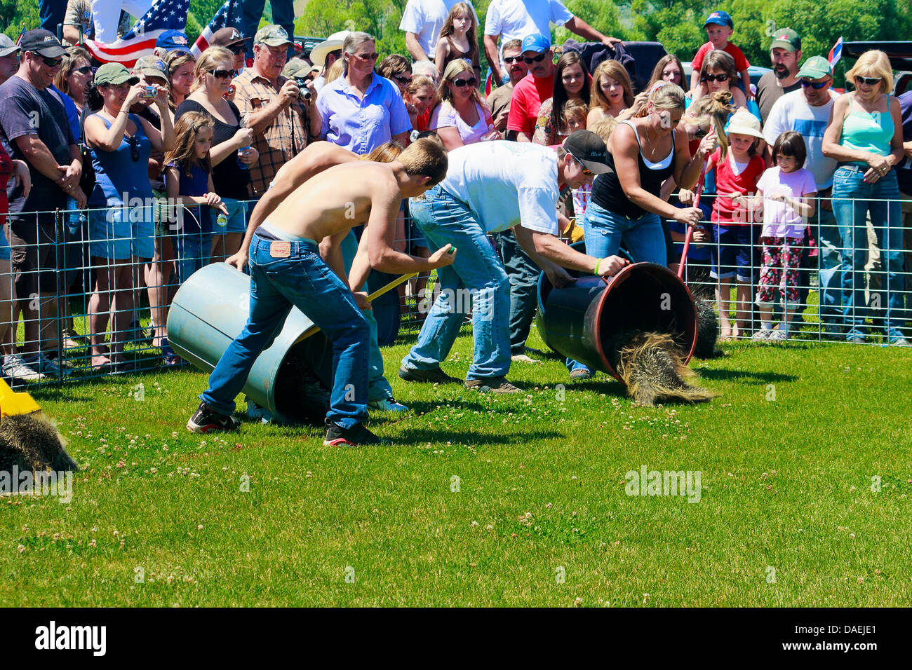 Wild porcupines are released from their garbage cans at the annual 4th ...