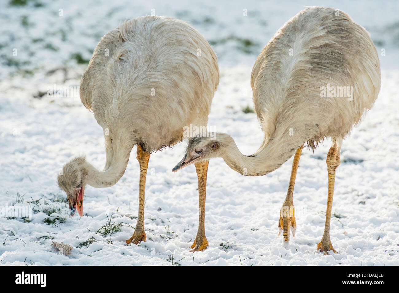 greater rhea (Rhea americana), searching for food in the snwo Stock ...