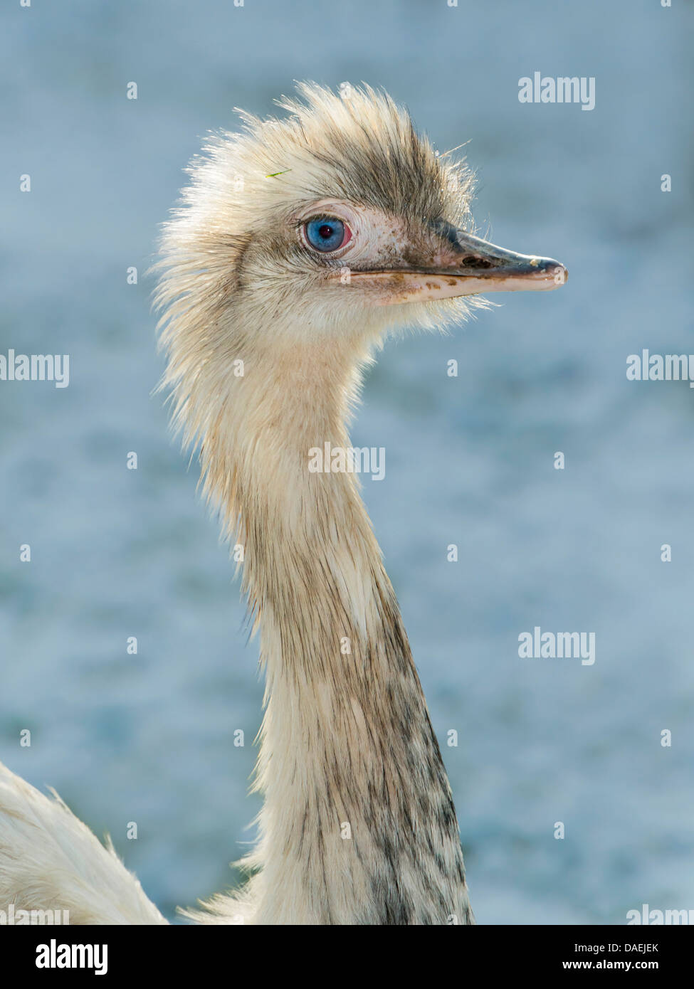 greater rhea (Rhea americana), portrait Stock Photo - Alamy