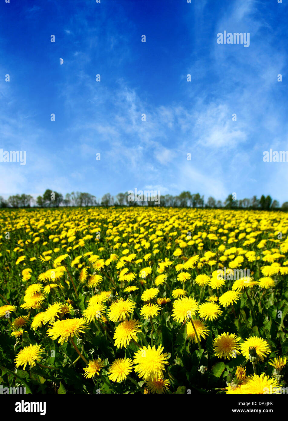 yellow dandelion green field nature background Stock Photo - Alamy
