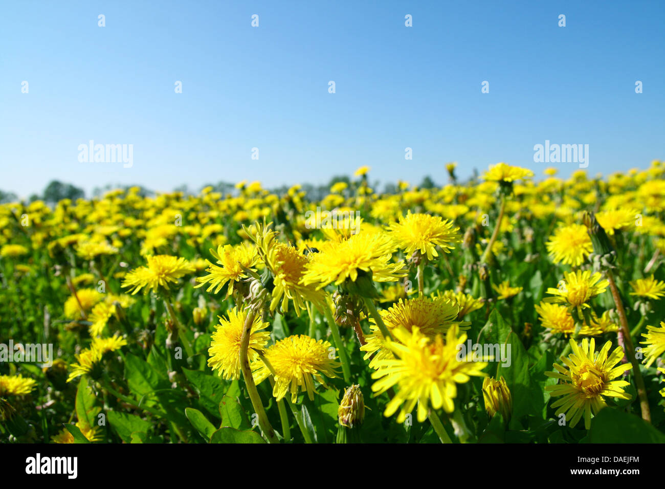 yellow dandelion green field nature background Stock Photo - Alamy