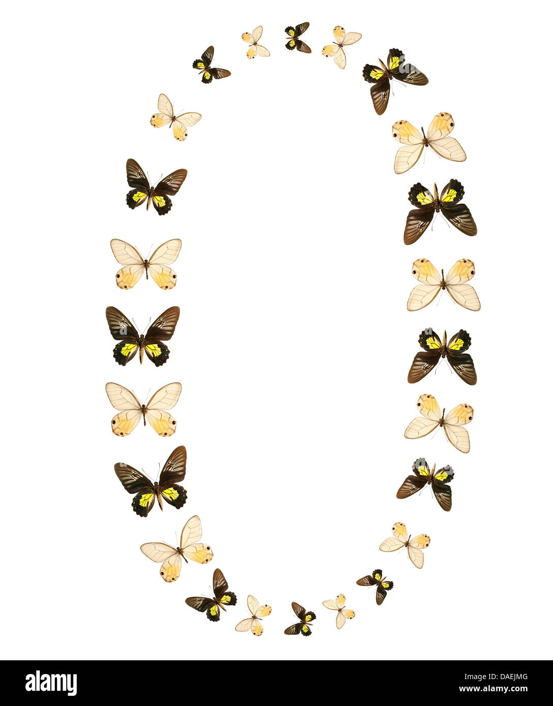 Zero number butterfly show isolated Stock Photo - Alamy