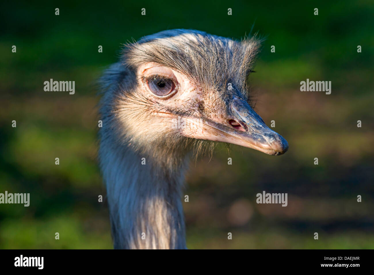 greater rhea (Rhea americana), portrait Stock Photo - Alamy