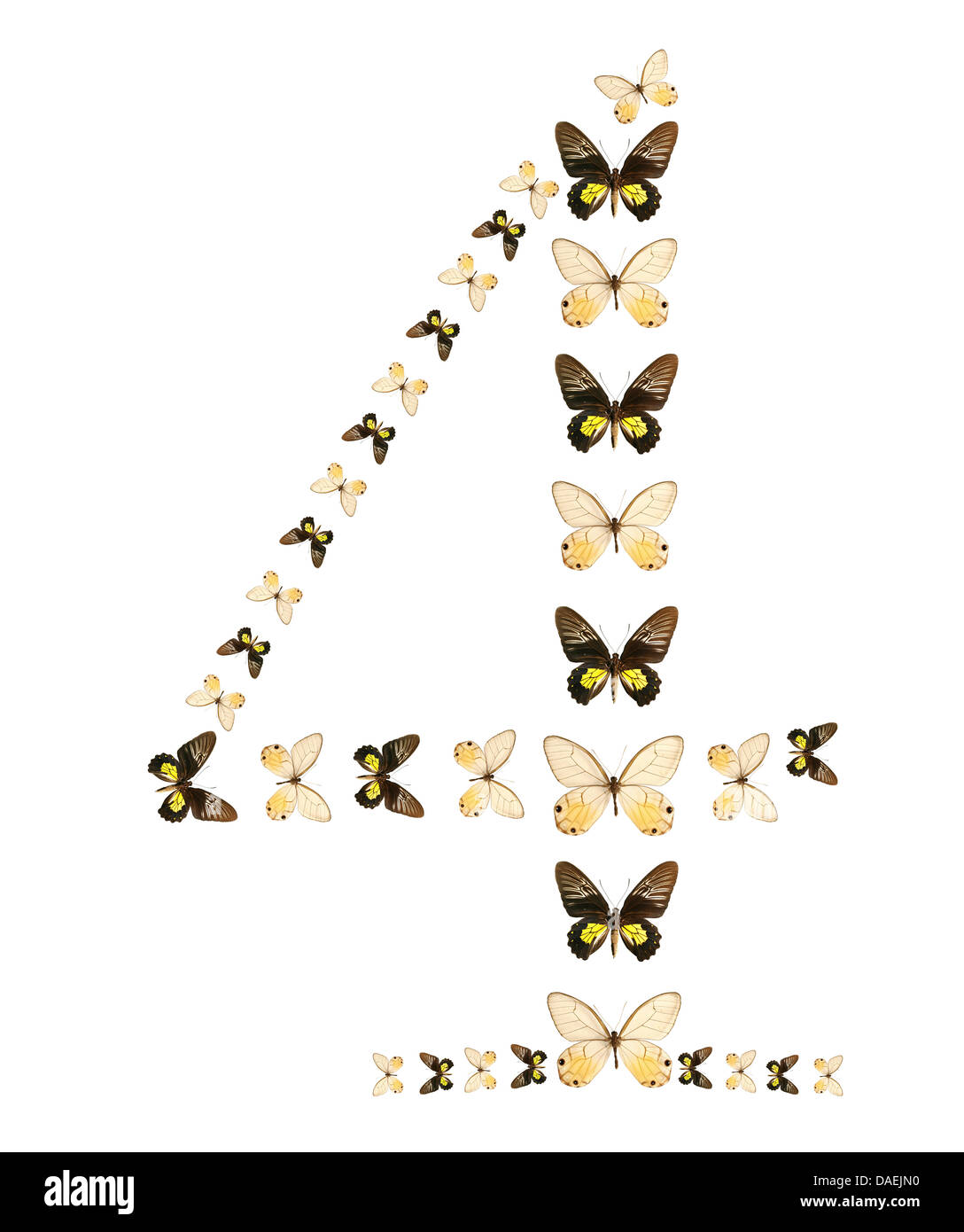 Butterfly show hi-res stock photography and images - Alamy