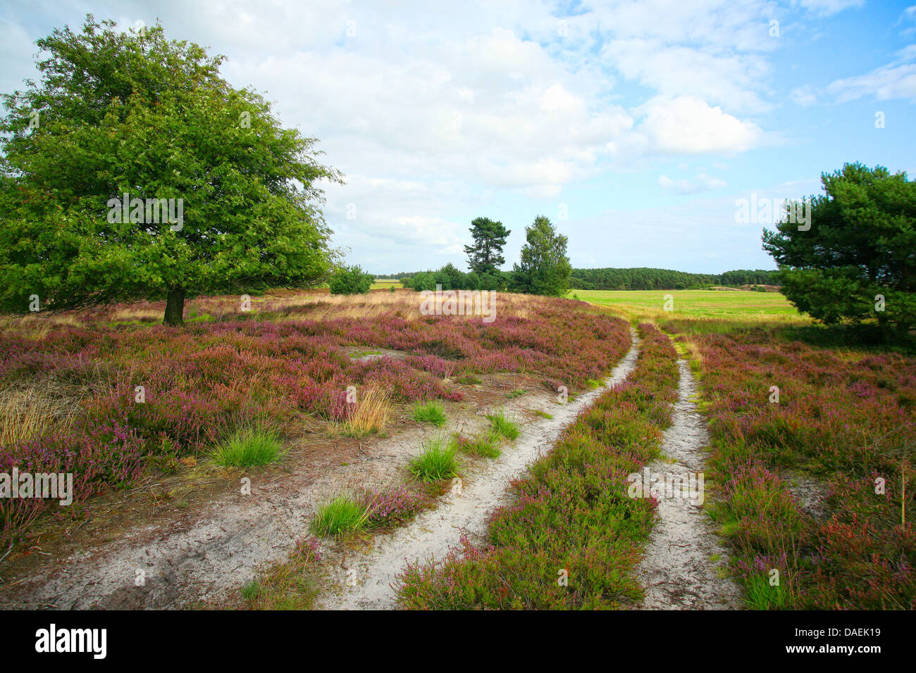 Lueneburger heide summer hi-res stock photography and images - Alamy