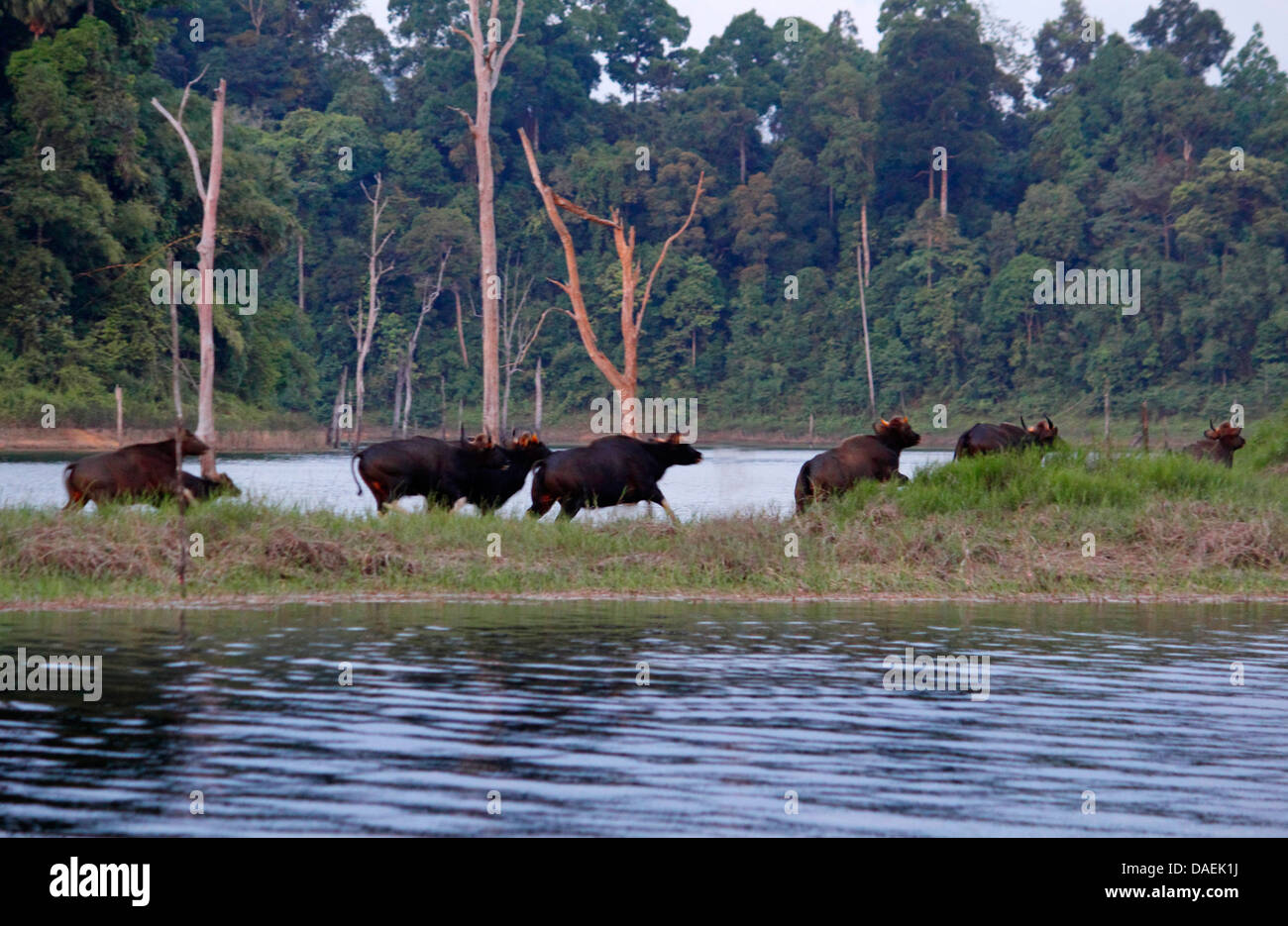 Gaur Thailand High Resolution Stock Photography and Images - Alamy