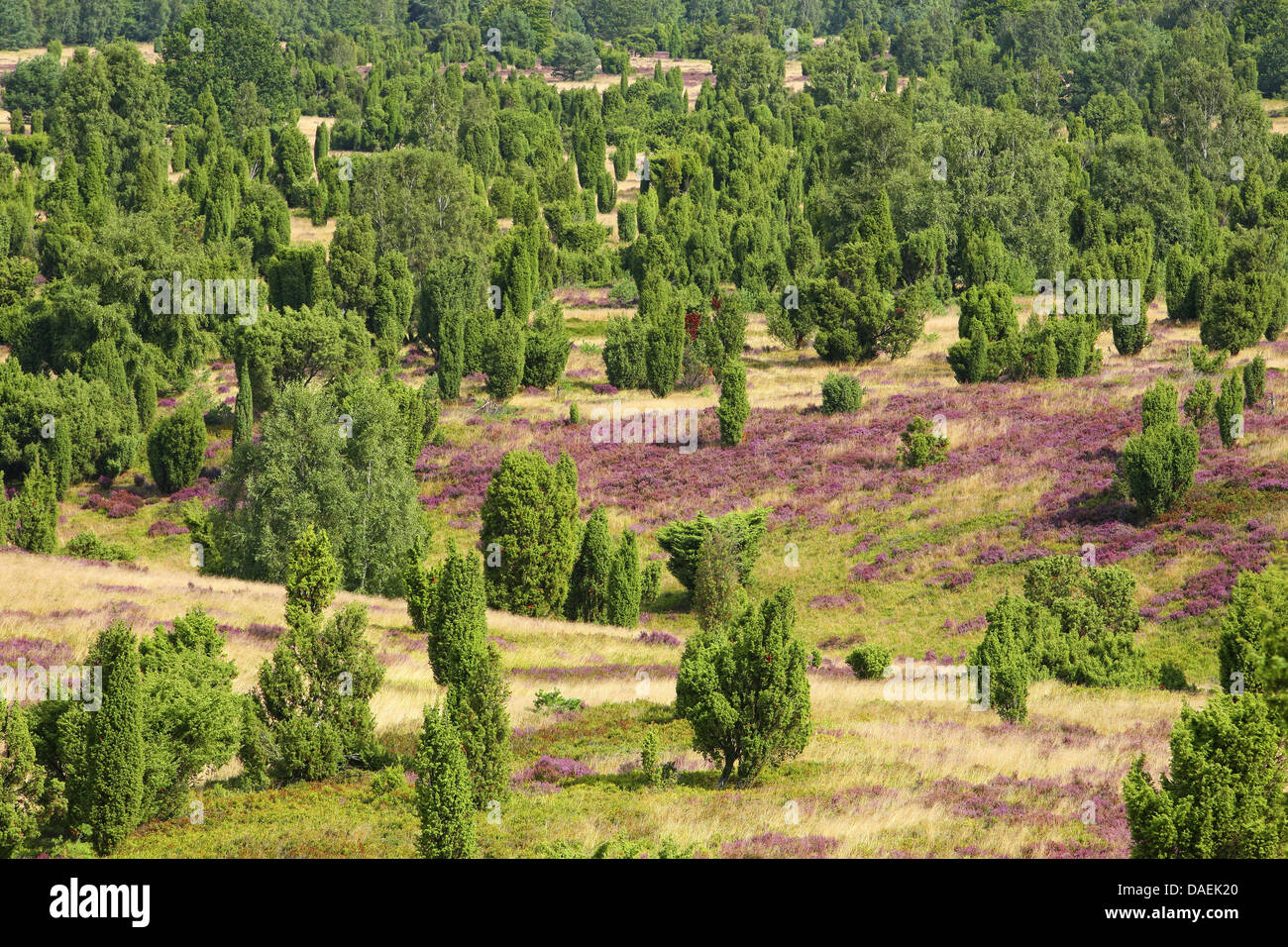 common juniper, ground juniper (Juniperus communis), blooming heath in ...