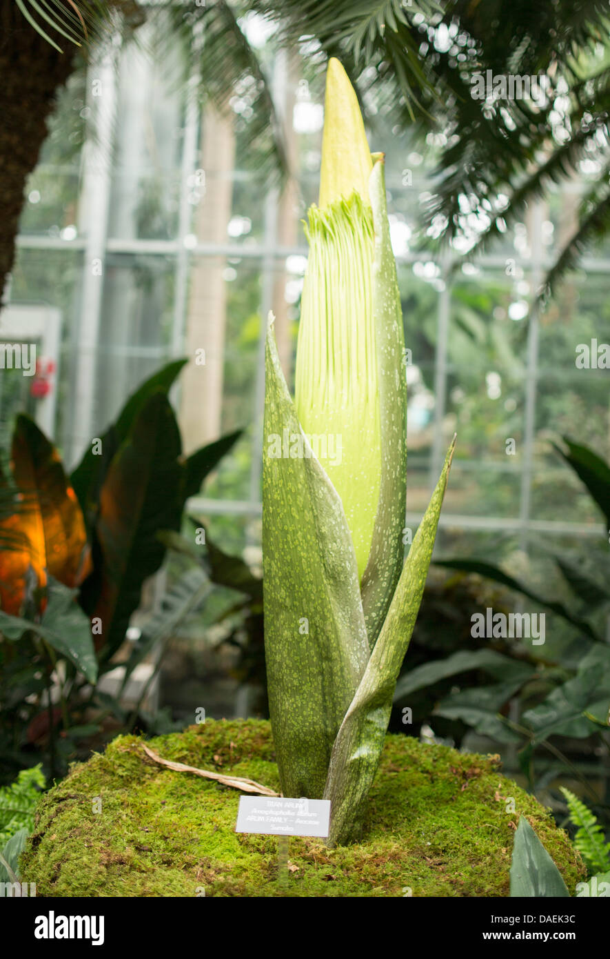 Washington DC, USA. 11th July, 2013. Amorphophallus titanum ("corpse ...