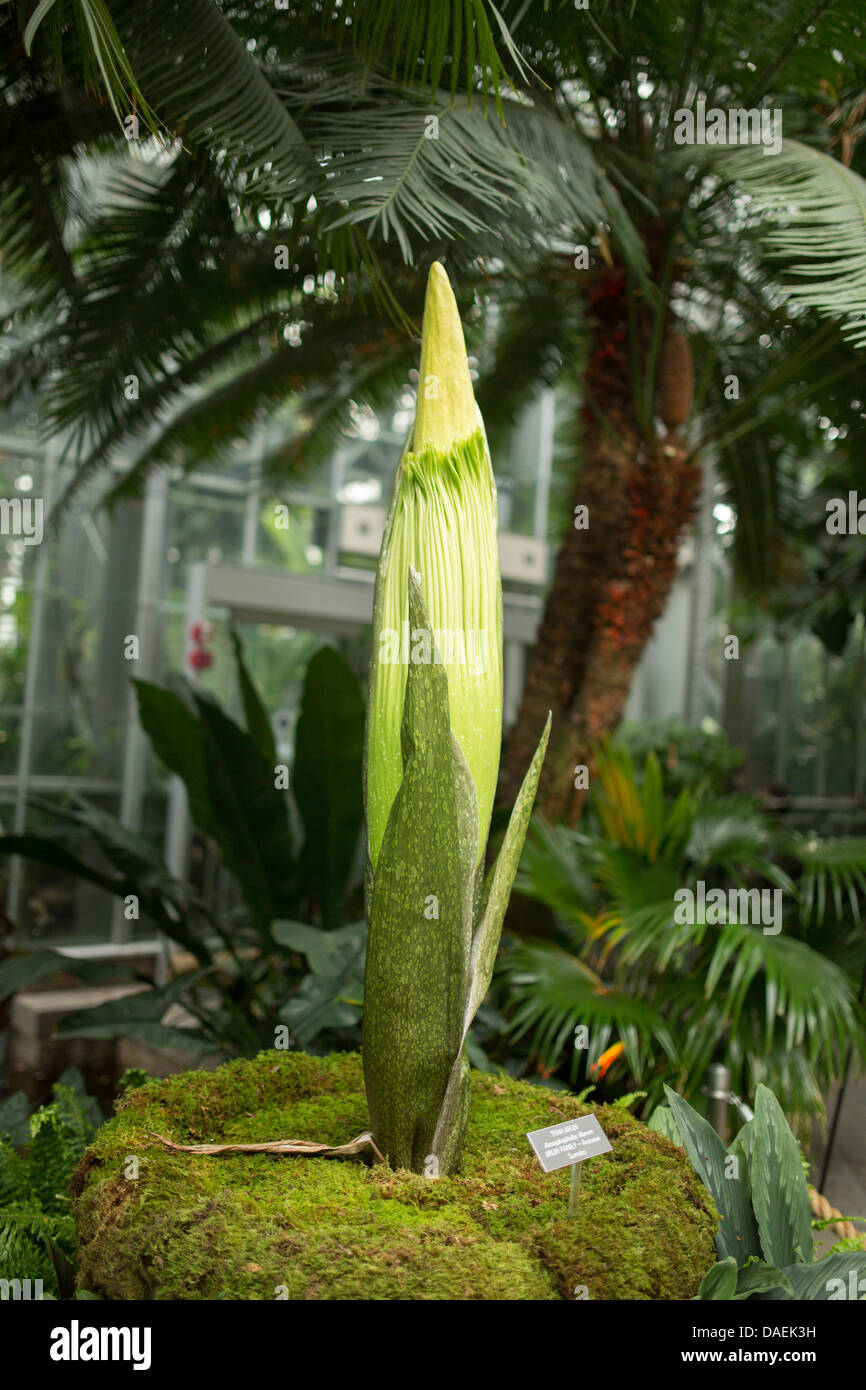 Washington DC, USA. 11th July, 2013. Amorphophallus titanum ("corpse ...