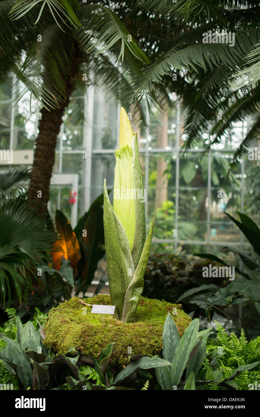 Washington DC, USA. 11th July, 2013. Amorphophallus titanum ("corpse ...