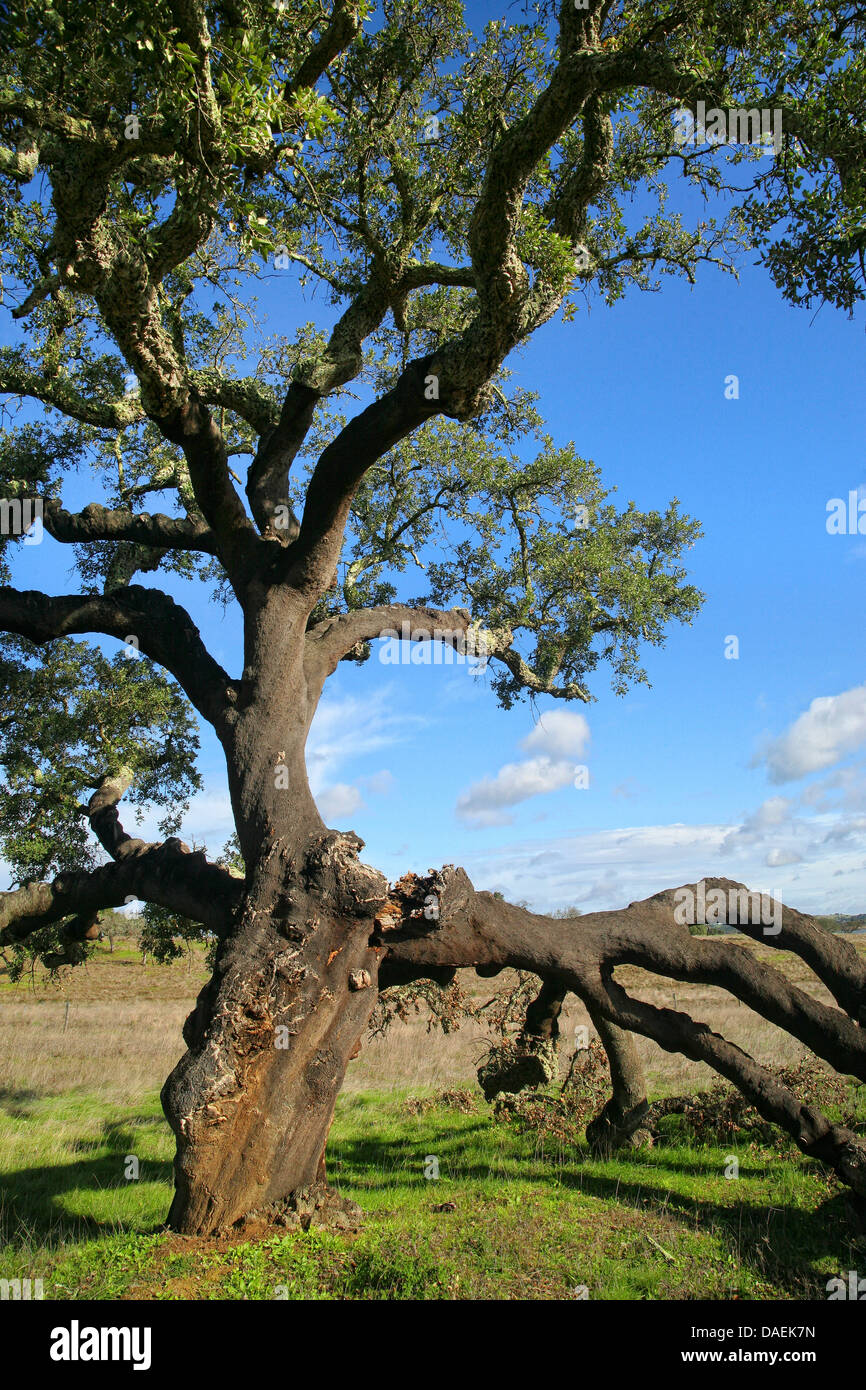 cork oak (Quercus suber), in morning light, Portugal, Algarve, Alentejo ...