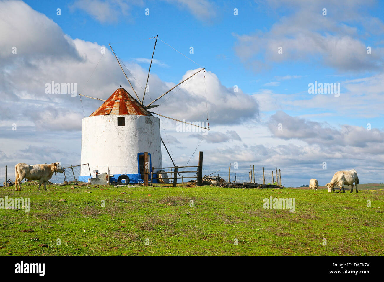 Windmill on cow paddock, Portugal, Alentejo Stock Photo - Alamy