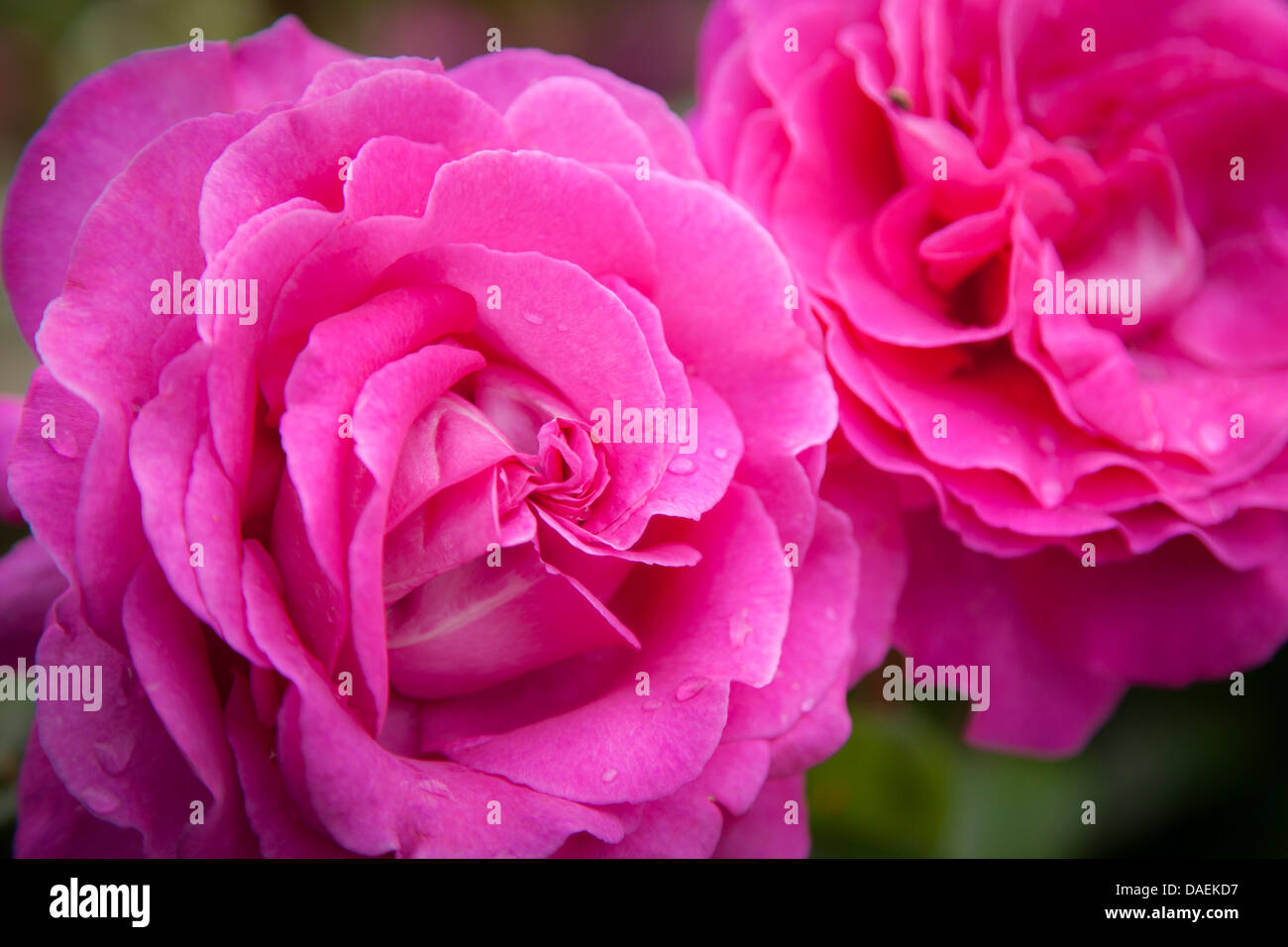 Bright colored roses at the garden of Palais Royal, Paris France Stock ...