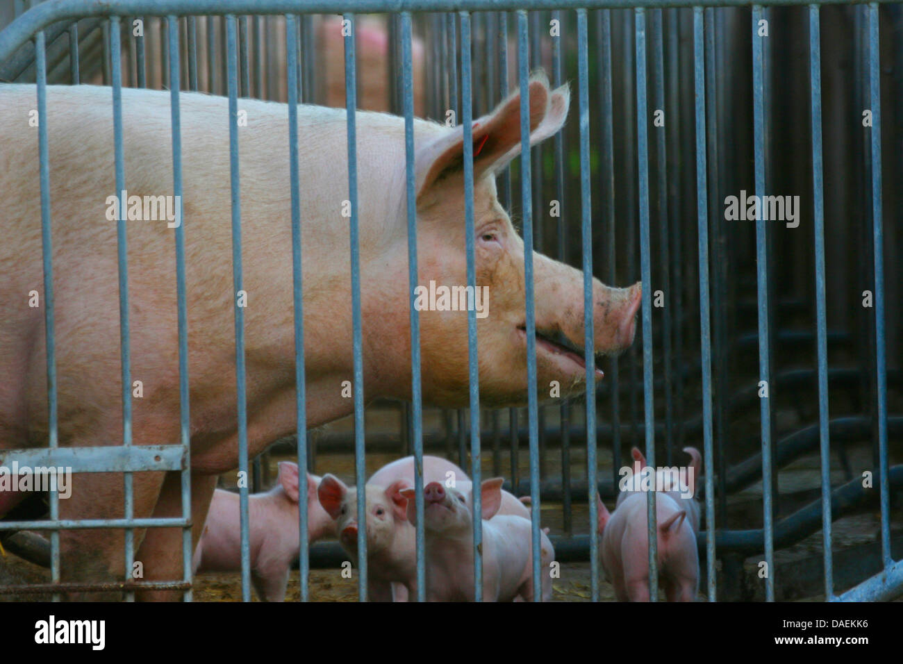 Pig like animals hi-res stock photography and images - Alamy