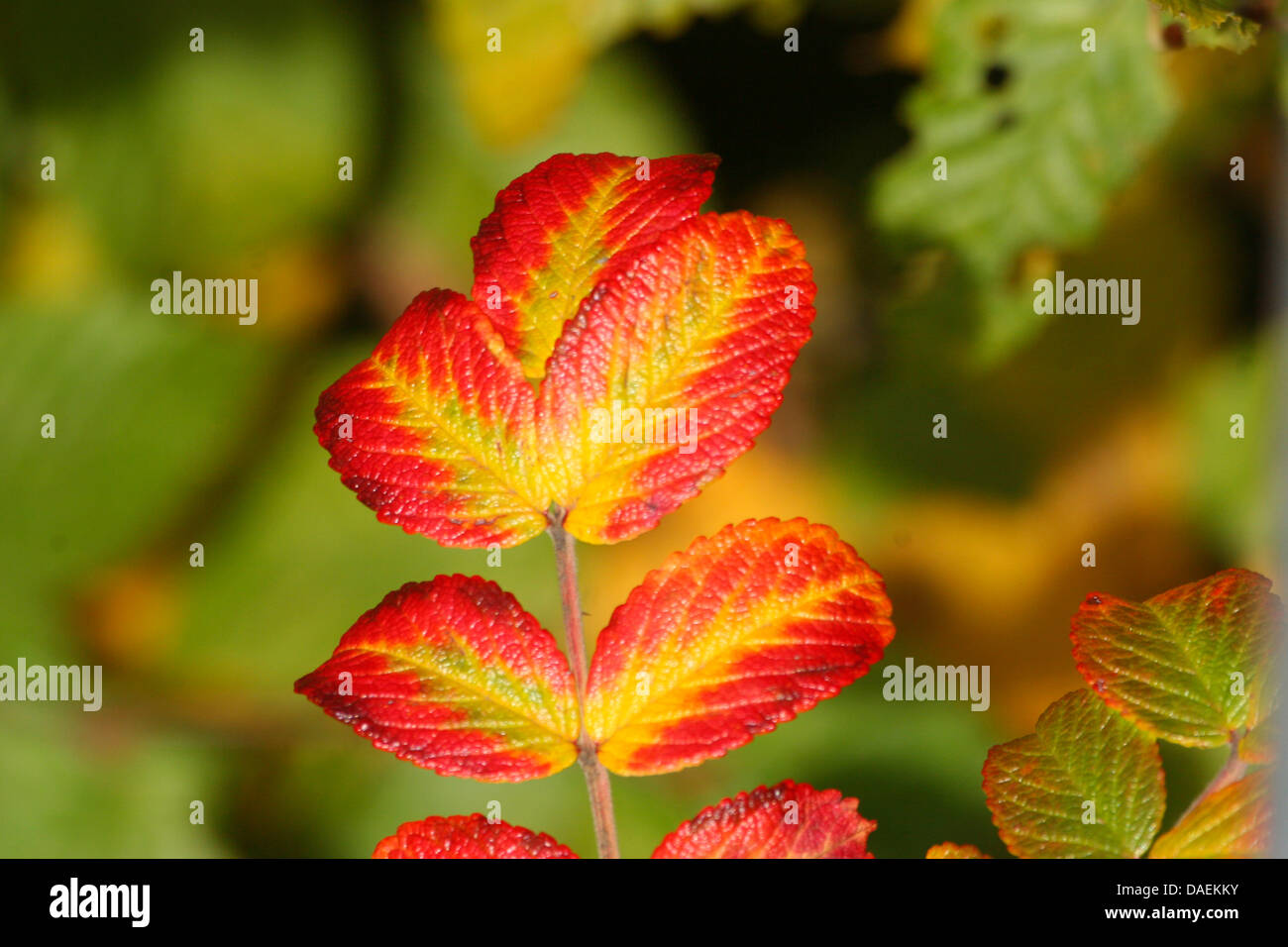 Rugosa rose, Japanese rose (Rosa rugosa), autumn leaf, Germany Stock ...