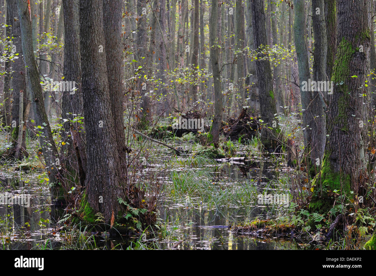 common alder, black alder, European alder (Alnus glutinosa), swamp ...