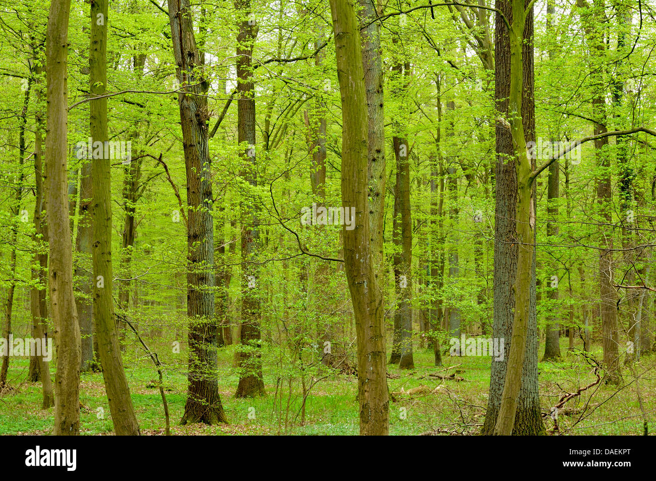 Germany r bala plant plants hi-res stock photography and images - Alamy