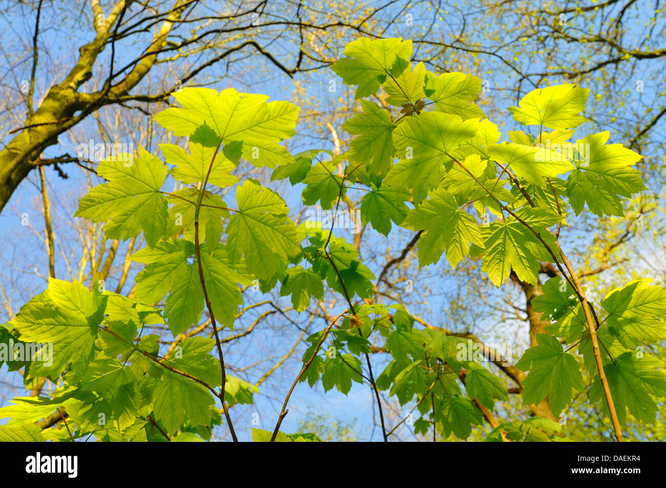 Sycamore forests hi-res stock photography and images - Alamy