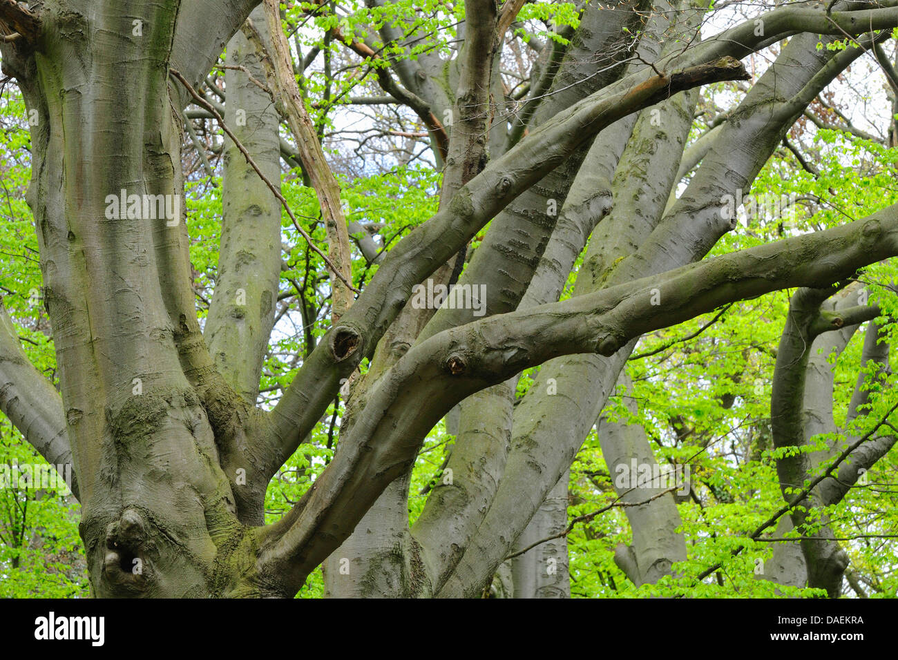 common beech (Fagus sylvatica), view through tree tops of a spring ...