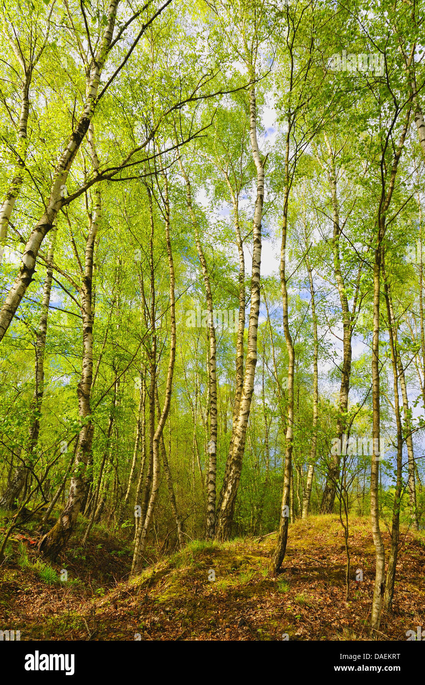 common birch, silver birch, European white birch, white birch (Betula ...