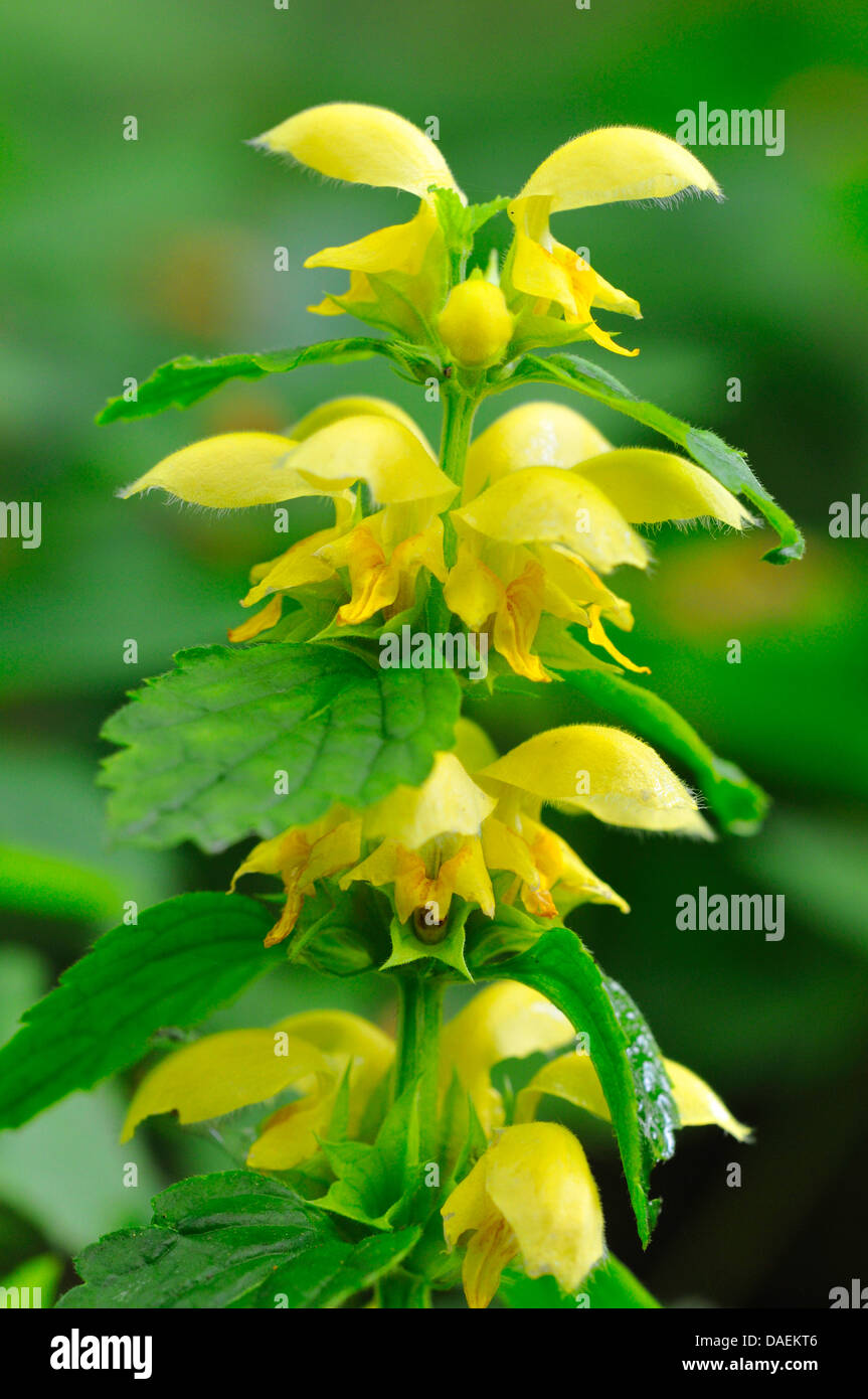 yellow dead-nettle (Lamium galeobdolon), blooming, Germany Stock Photo ...