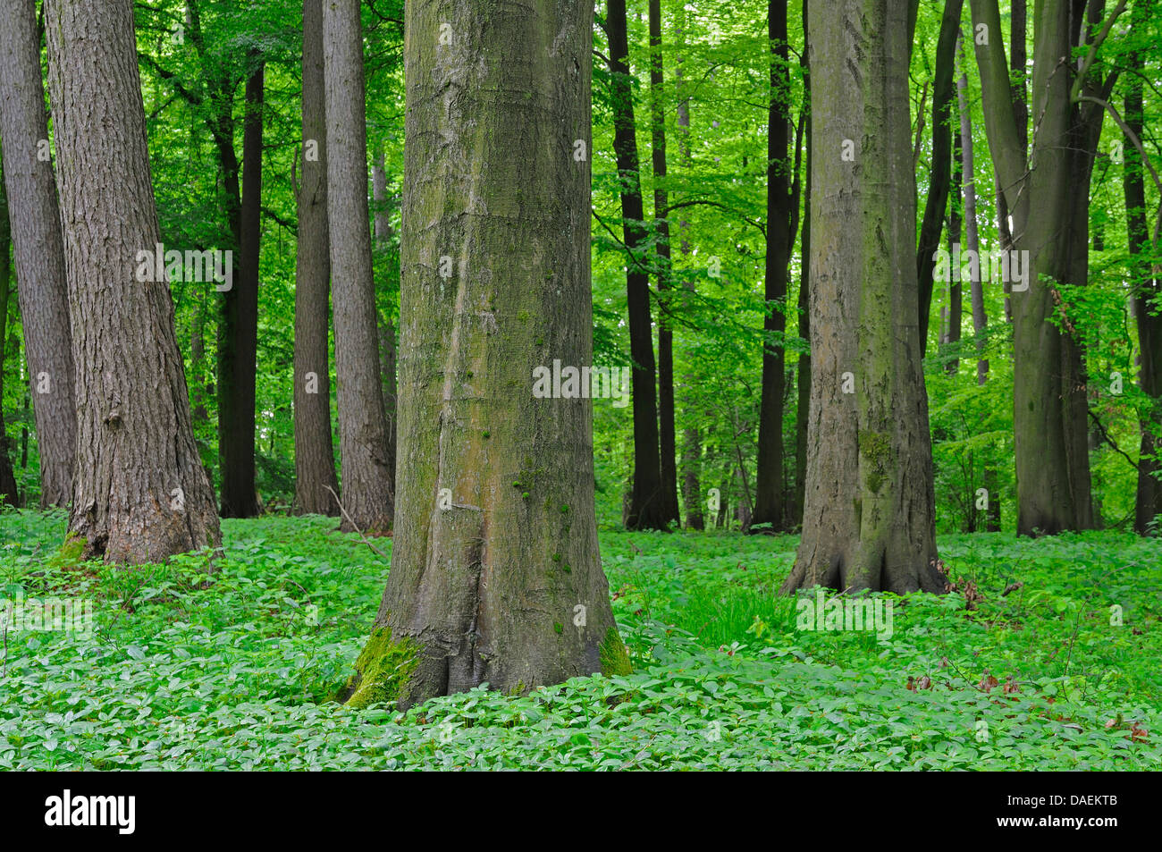 spring forest with dense herb layer, Germany Stock Photo - Alamy