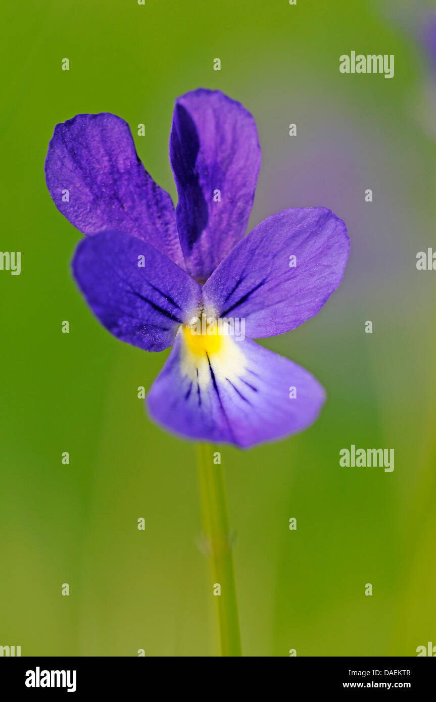 blue zinc violet (Viola guestphalica), single flower, westphalian ...