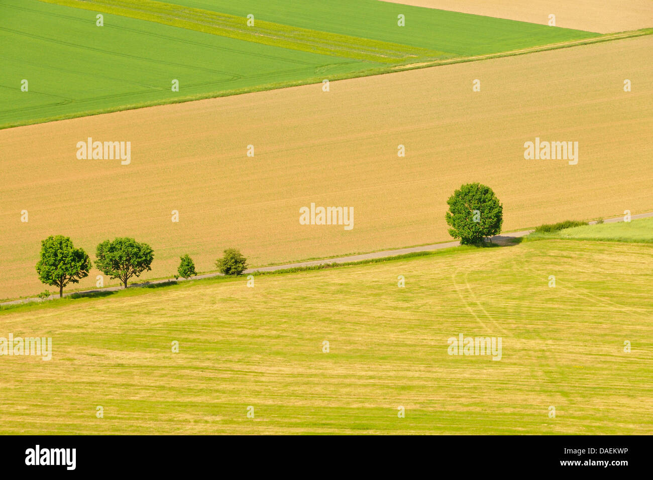 field landscape with single trees at a field path, Germany Stock Photo ...