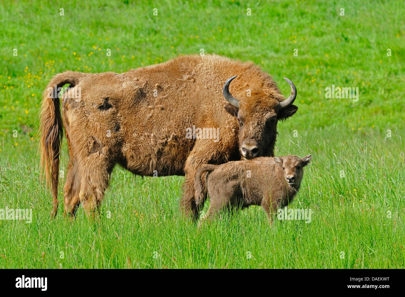 European bison, wisent (Bison bonasus), lowland wisent cow with calf ...