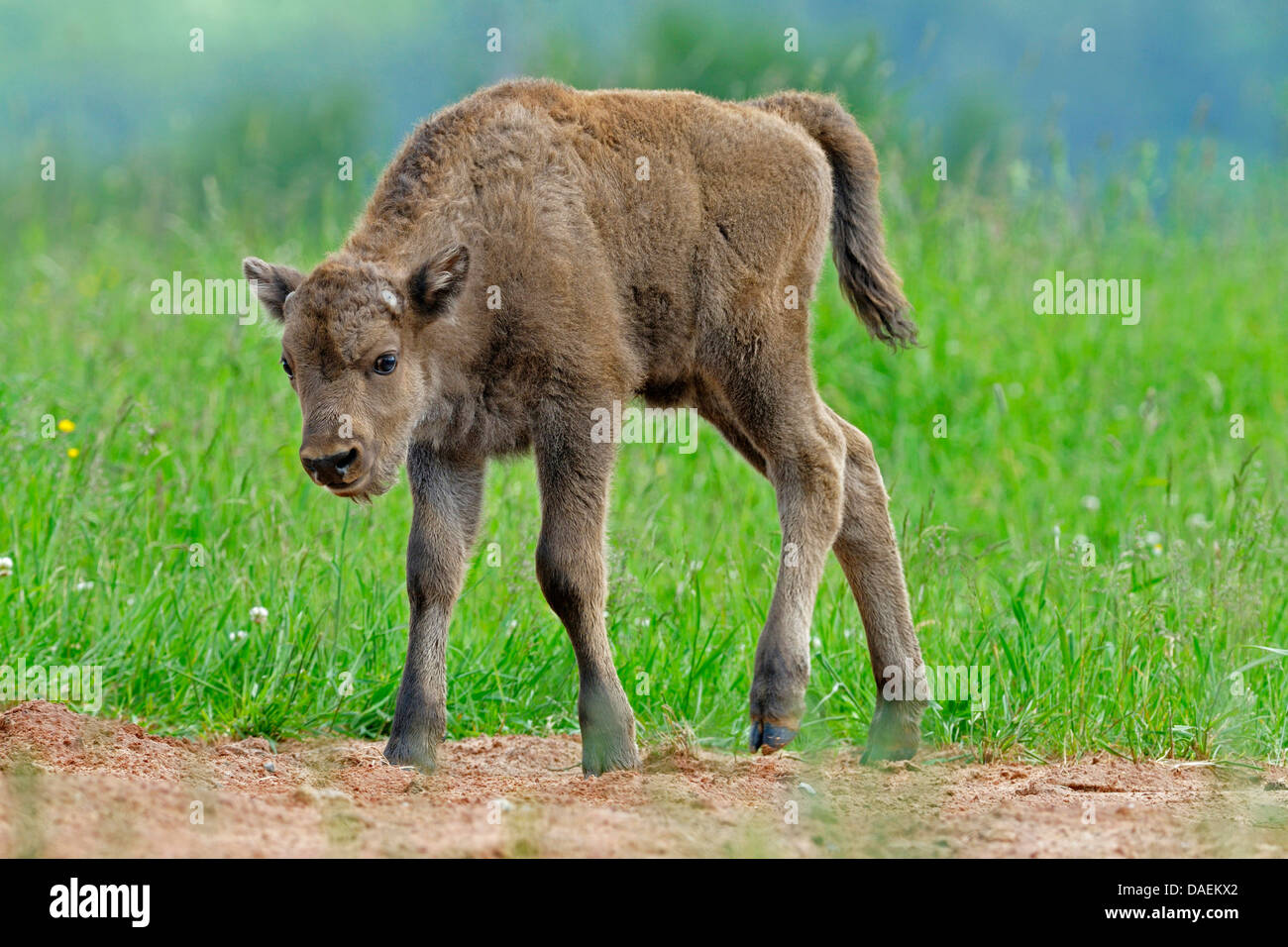 European bison, wisent (Bison bonasus), lowland wisent calf in a meadow ...