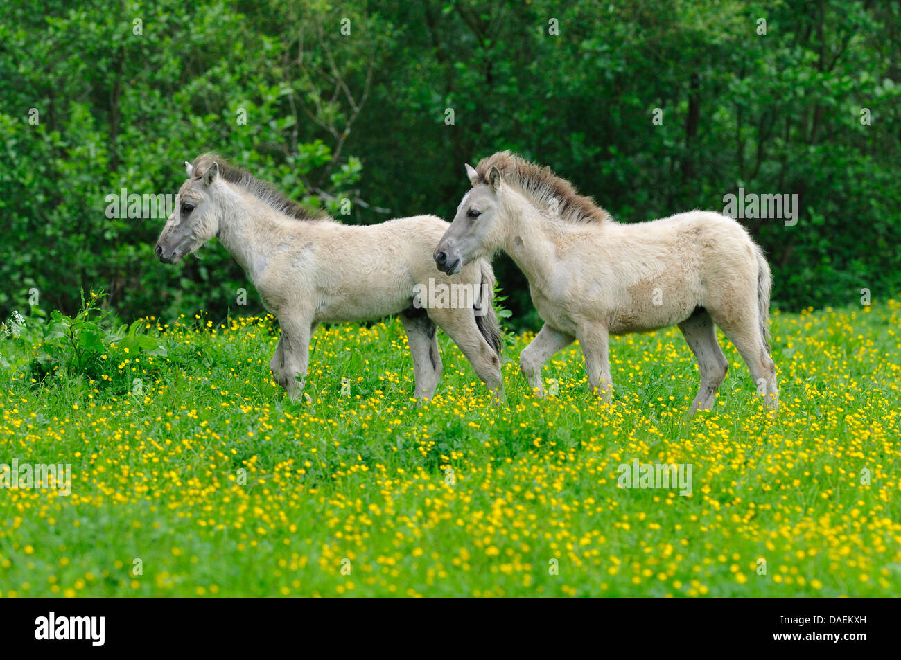 Tarpan equus ferus hi-res stock photography and images - Alamy