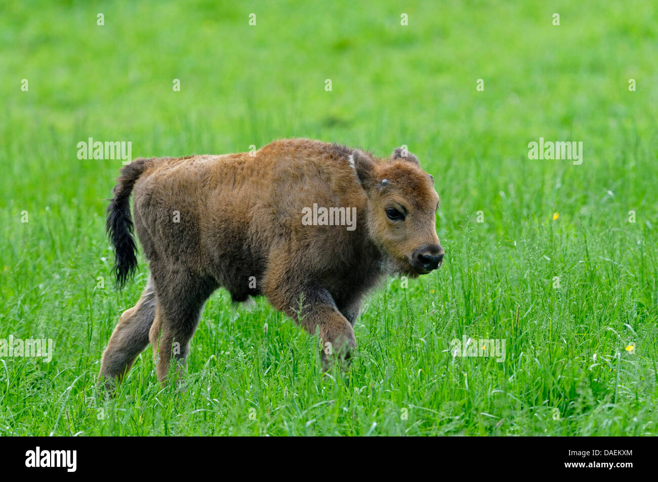 European bison, wisent (Bison bonasus), young wisent bull in a meadow ...