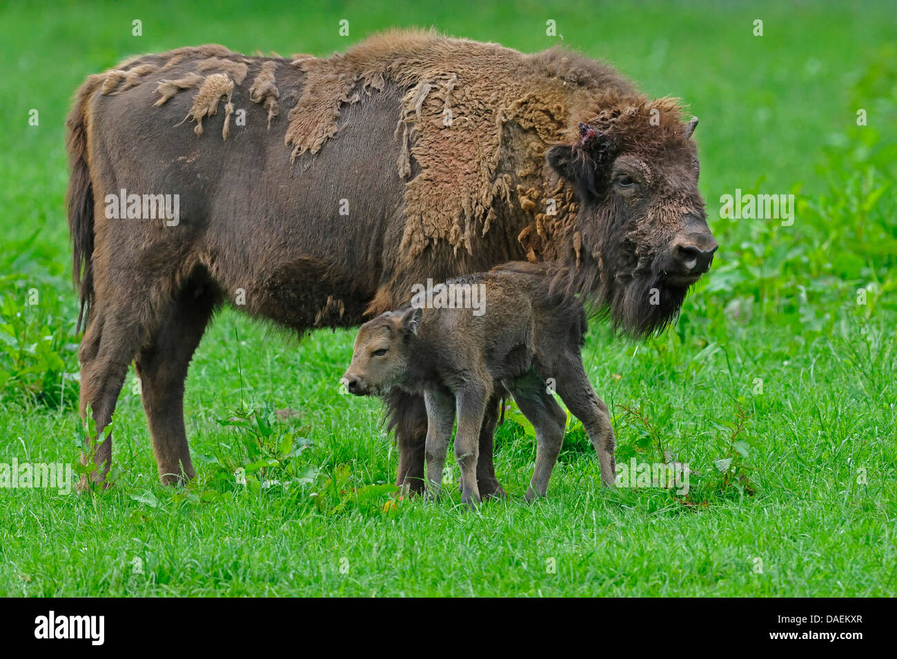 European bison, wisent (Bison bonasus), lowland wisent cow with calf ...